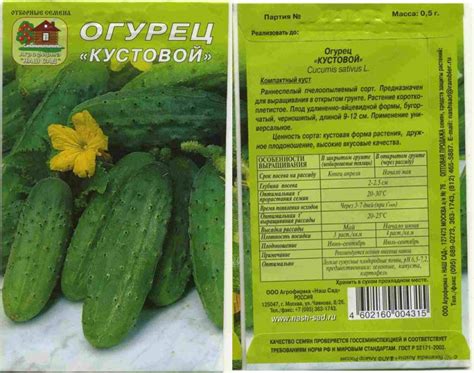 Огурец кустовой: характеристики, описание сортов, фото и отзывы ...