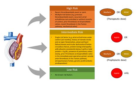 Anticoagulation Algorithm For Fontan Patients American College Of