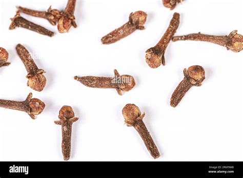 A White Background Featuring A Collection Of Small Nut Shaped Tree