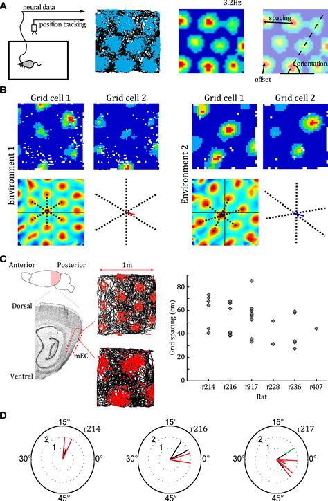 Using Grid Cells For Navigation Neuron