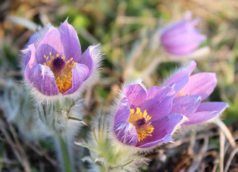 Free Images Flower Spring Botany Blue Flora Wildflower Flowers