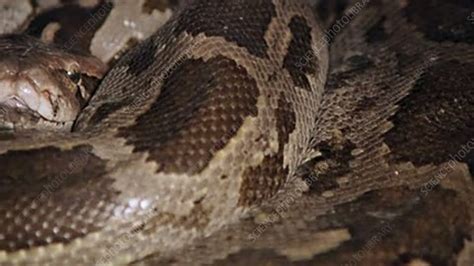 Indian Python Stock Video Clip K Science Photo Library