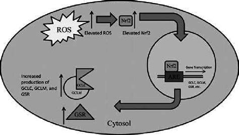 A Model Describing The Effects Of Elevated Ros On Nrf2 Activity And Download Scientific Diagram