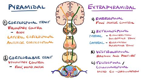 Extrapyramidal System Anatomy Spinal Cord Anatomyapp