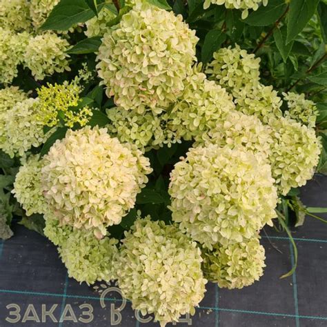 Гортензия Коттон Крим купить саженцы из питомника
