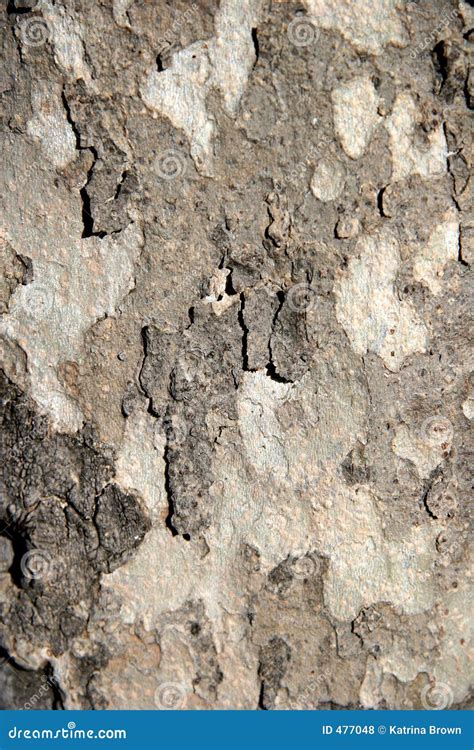 Multi Colored Smooth Tree Bark Stock Photo Image Of Portrait Round