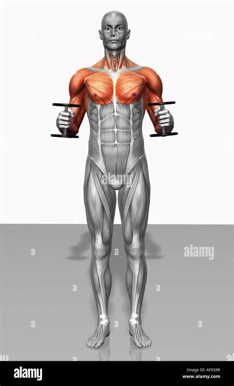 Hammer Curl Muscles Worked