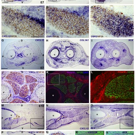 The Myogenic Regulatory Factors Mrfs Regulate Myogenic Determination Download Scientific