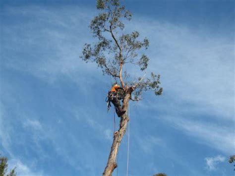 Tree Removals Melbourne Tree Cutting Trimming