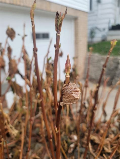Praying Mantis Egg Case R Whatsthisbug