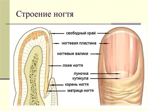 Строение ногтя как растет из чего состоит фото