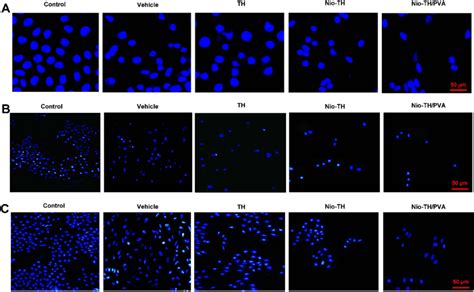 DAPI Staining Determining The Number Of Nuclei Of All Samples In A Download Scientific