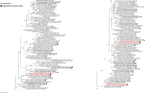 Figure 3 From Species Diversity Of Ganoderma Ganodermataceae Polyporales With Three New