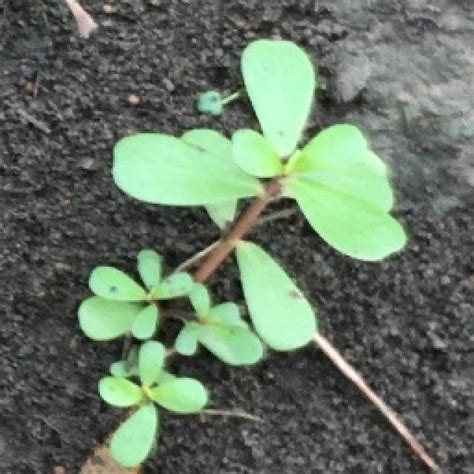 Weeddetection Object Detection Dataset V6 2024 04 11 840pm By Weeddetection