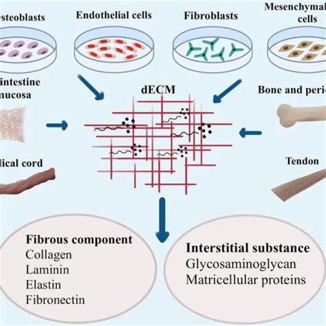 Bone Regeneration Process With The Contribution Of Biomaterials Download Scientific Diagram