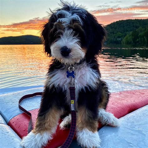 Bernedoodle Miniature How To Choose The Perfect Size Bernedoodle