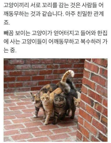내가 좋아하는 고양이 짤 인스티즈 Instiz 일상 카테고리
