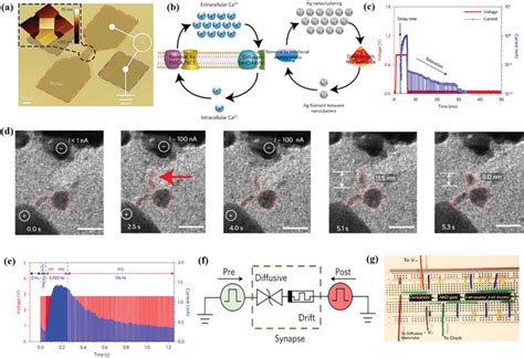 Diffusive Memristor For The Emulation Of Ca²⁺ In Biosynapses A