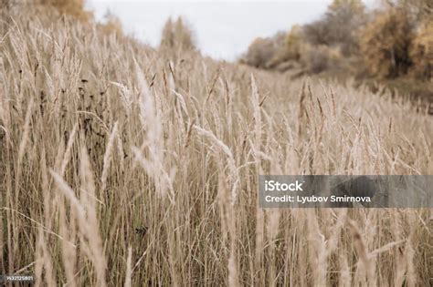 가을에 팜파스 잔디 자연 배경 마른 베이지 리드 파스텔 중립 색상과 지구 색조 기치 선택적 초점 0명에 대한 스톡 사진 및 기타 이미지 Istock