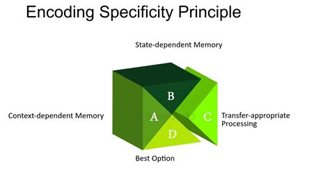 Encoding Specificity Chapter 6 Memory Why Study Memory Ppt