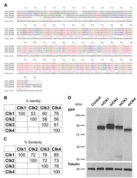 analysis of clk homology and expression sequence alignment of clk 1