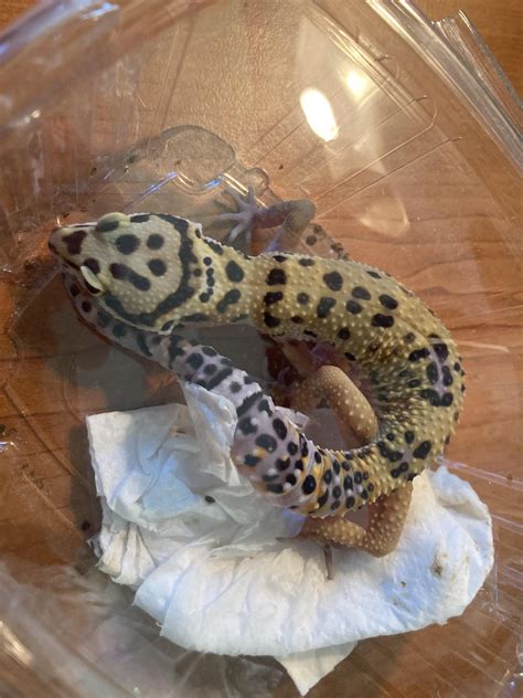 Welcome home baby Naga : r/leopardgeckos