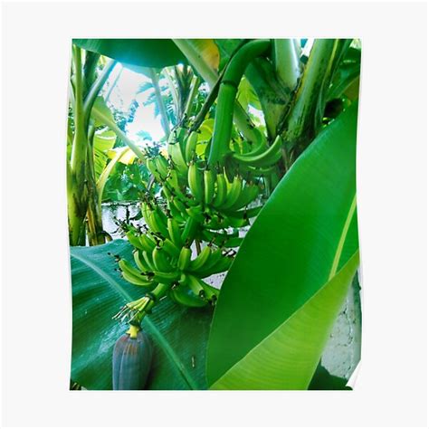 Plantain Poster For Sale By Gloriasd14 Redbubble