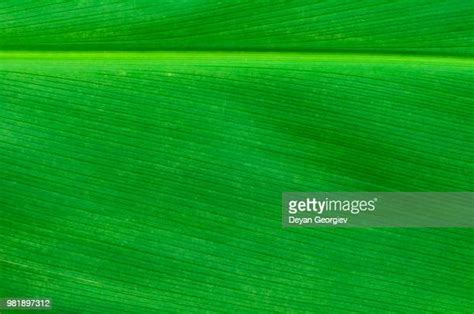 Linear Leaf Pattern Photos And Premium High Res Pictures Getty Images