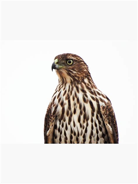 Coopers Hawk Sticker For Sale By Lasercat360 Redbubble