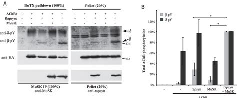 Rapsyn Mediates Musk Induced Phosphorylation Of Achr β Subunit