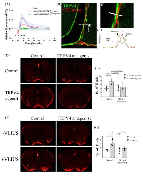 Vlius Promoted Glymphatic Function Through Activation Of Trpv4 Download Scientific Diagram