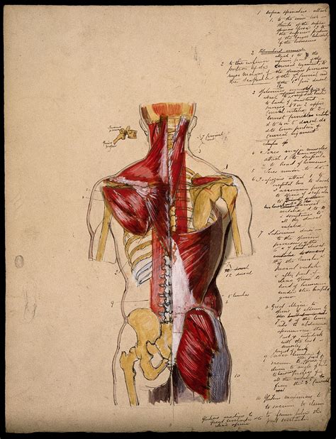 Back Dissection Anatomy At Paul Bennette Blog