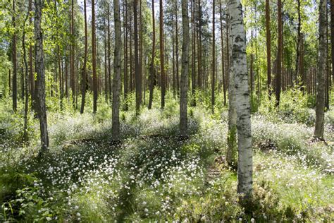 Within The Metso Programme Private Forest Owners Can Voluntarily