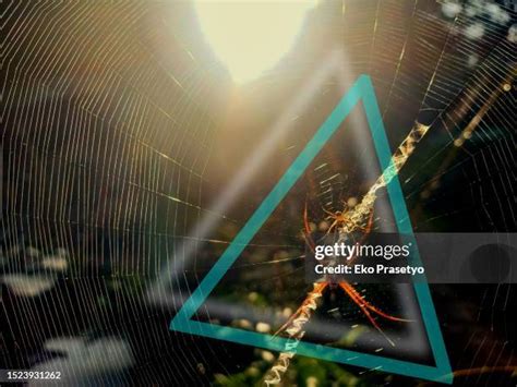 Triangular Spiders Photos And Premium High Res Pictures Getty Images