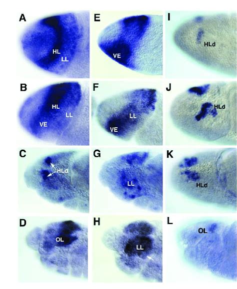 Brain Neuroblast Expression Driven By Various Portions Of The Tll