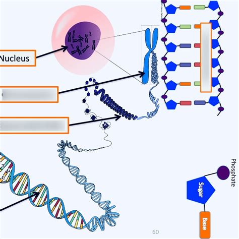 Diagram Of 5 1 Chromosomes Genes And Dna Dna Quizlet