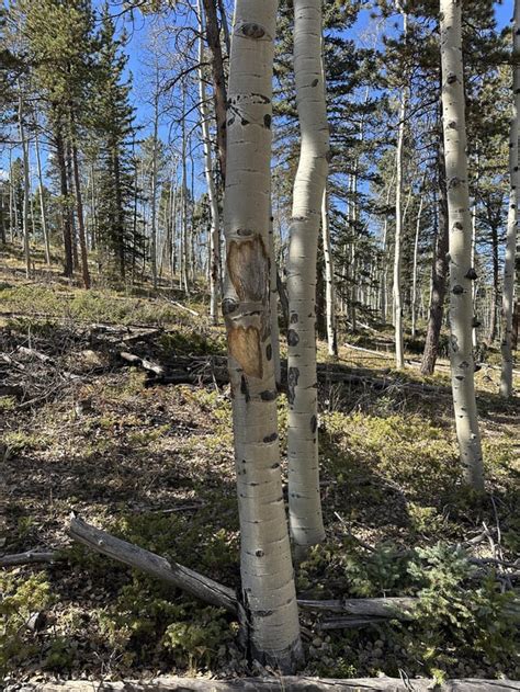 Tree Rub Identification Rcohunting