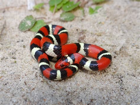 Scarlet Kingsnake Facts Size Diet And Pictures