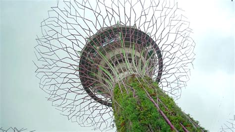 Everything You Need To Know About Supertree Grove Gardens By The Bay