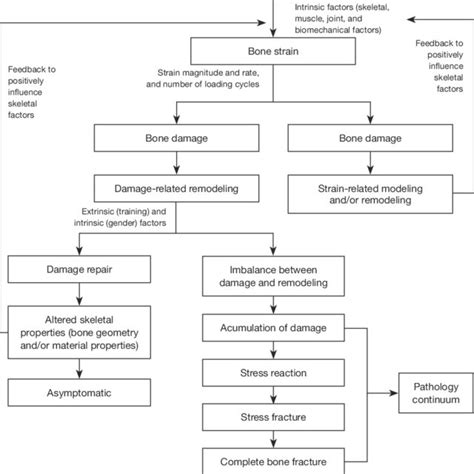 Fredericson Mri Classification System 37 Download Scientific Diagram