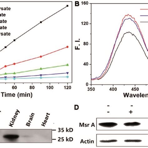 Decline Of Msr Activity In A Pd Model A Imaging Msr Activity In Live Download Scientific