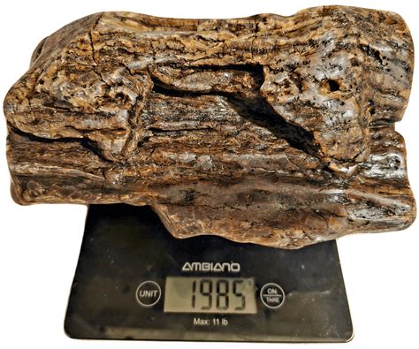 I Think This Is Tree Limb With The Organic Material Replaced With