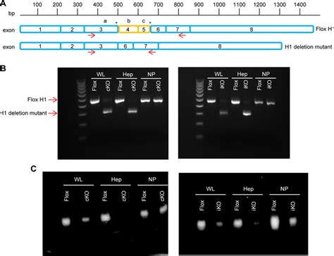 Rnase H1 Deletion Mutant Is Expressed In Hepatocytes From Knockout Mice
