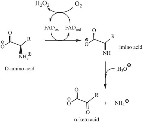 Fig 46 In The Scope Of Flavin Dependent Reactions And Processes In The Model Plant Arabidopsis