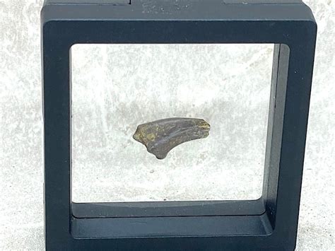 Stunning Dromaeosaur Claw