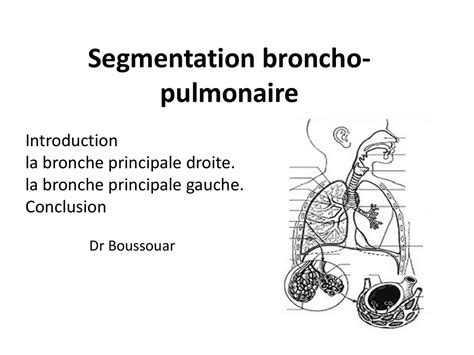 Segmentation Broncho Pulmonaire Schémas Droit Docsity