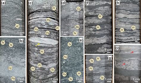 Trace Fossils And Sedimentary Facies Of Facies Association 2 Fa2 A Trace Fossils And Sedimentary Facies Of Facies Association 2 Fa2 A