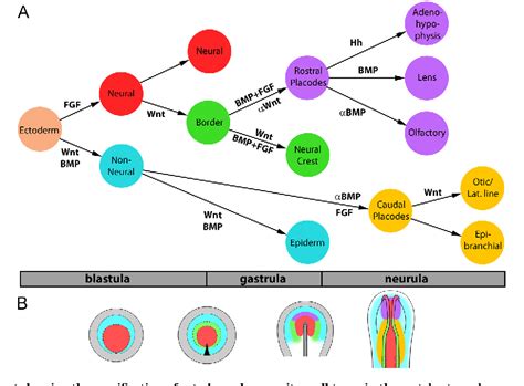 Figure 1 From Signaling Pathways Regulating Ectodermal Cell Fate Choices Semantic Scholar