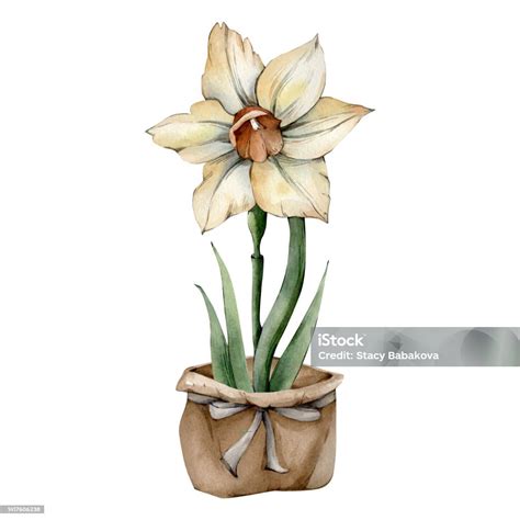 노란색 손으로 그린 수채화 봄 꽃 그림 흰색 배경에 고립 수채화 노란색 수선화 흰색 나르시수스 꽃 클립 파트 봄 꽃 승화 0명에 대한 스톡 벡터 아트 및 기타 이미지