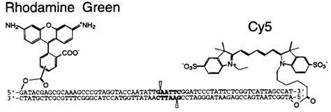 sequence of the dsdna substrate with fluorophore labels the ecori